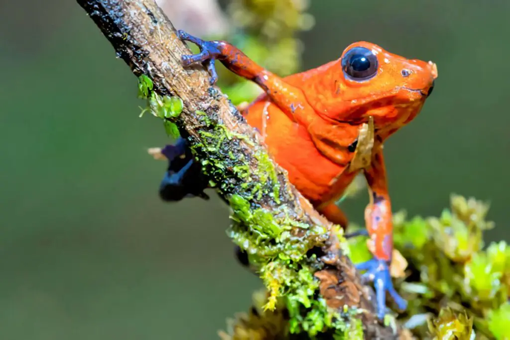 Nombres de anfibios: Características, fotos y curiosidades