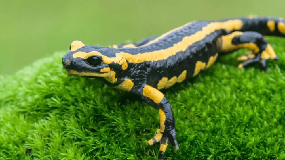 Nombres de anfibios: Características, fotos y curiosidades