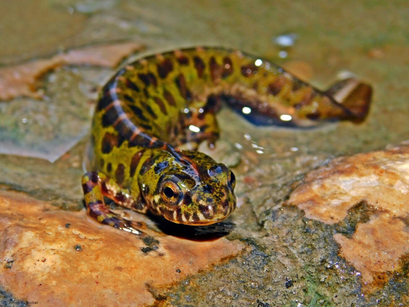 Nombres de anfibios: Características, fotos y curiosidades