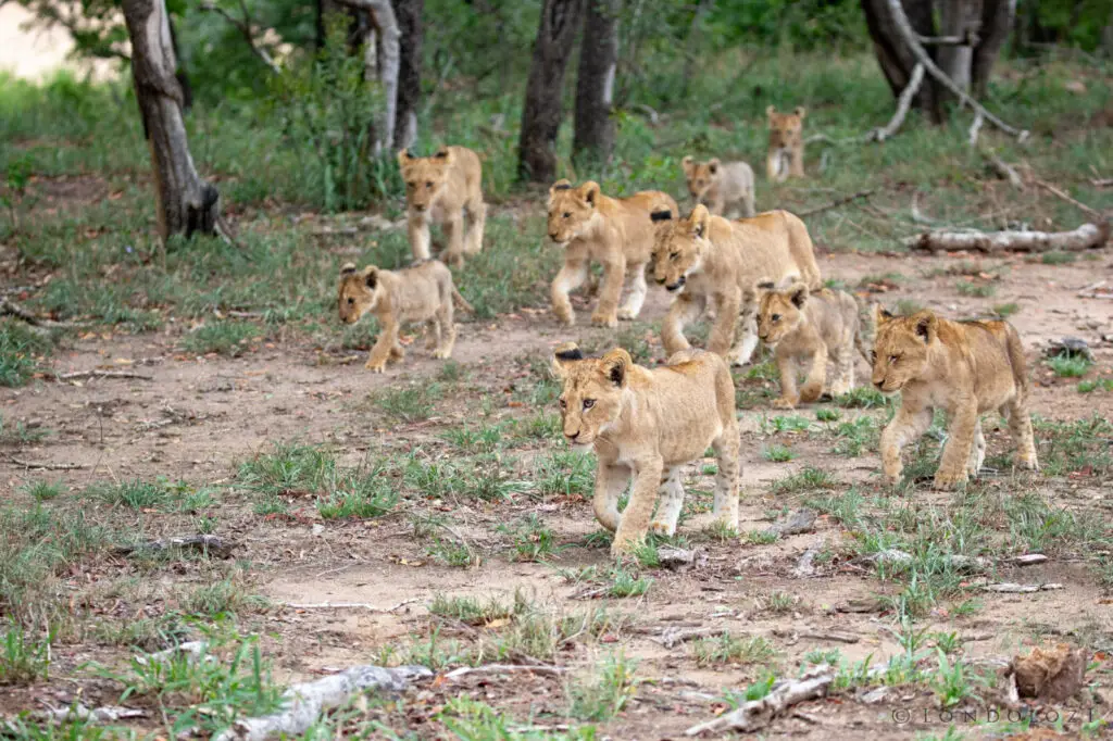 +15 Curiosidades de los leones bebés