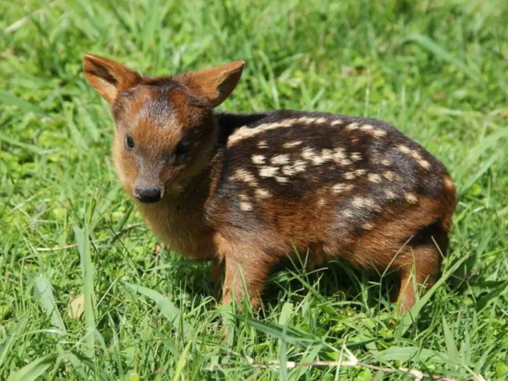 Curiosidades de los ciervos bebés sorprendentes e interesantes