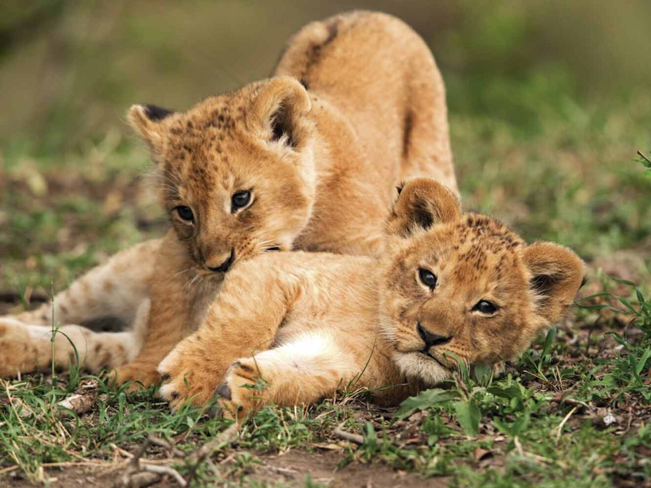 +15 Curiosidades de los leones bebés