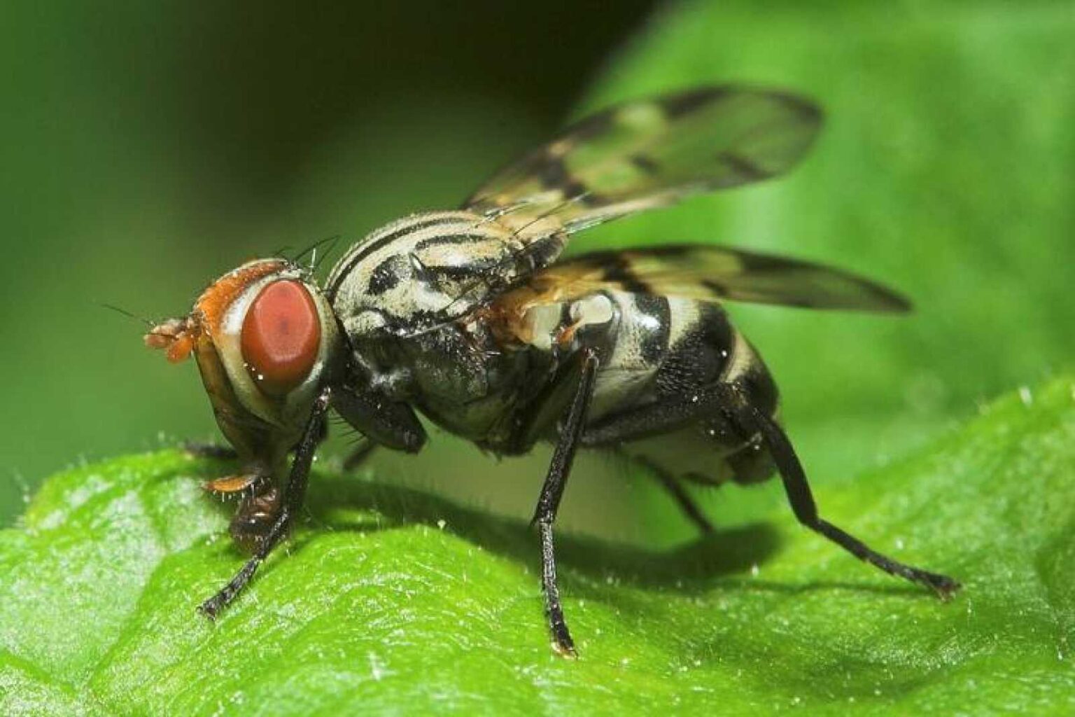 +121 Curiosidades de los insectos más asombrosos del planeta