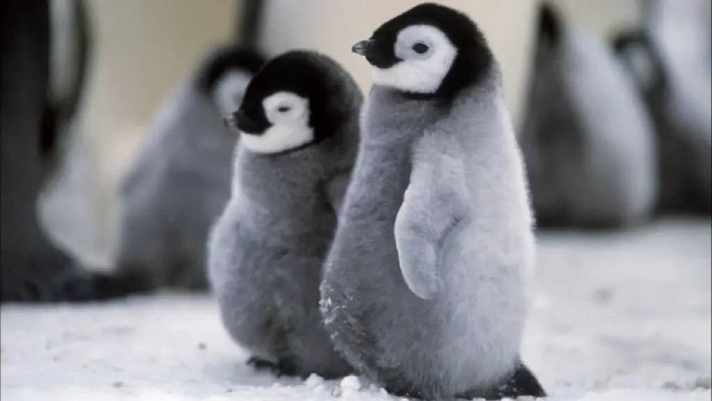 14 Datos sorprendentes sobre los pingüinos bebes
