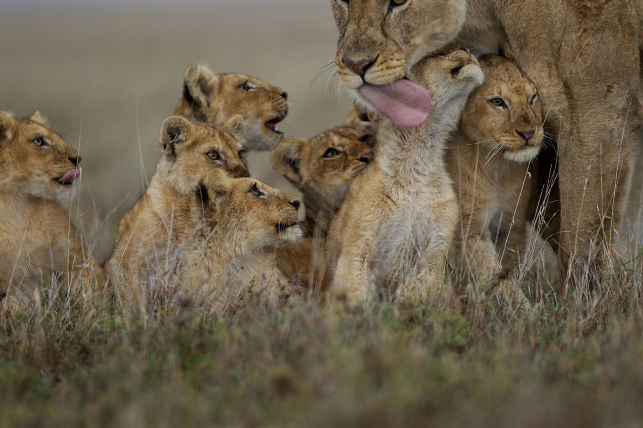 +15 Curiosidades de los leones bebés