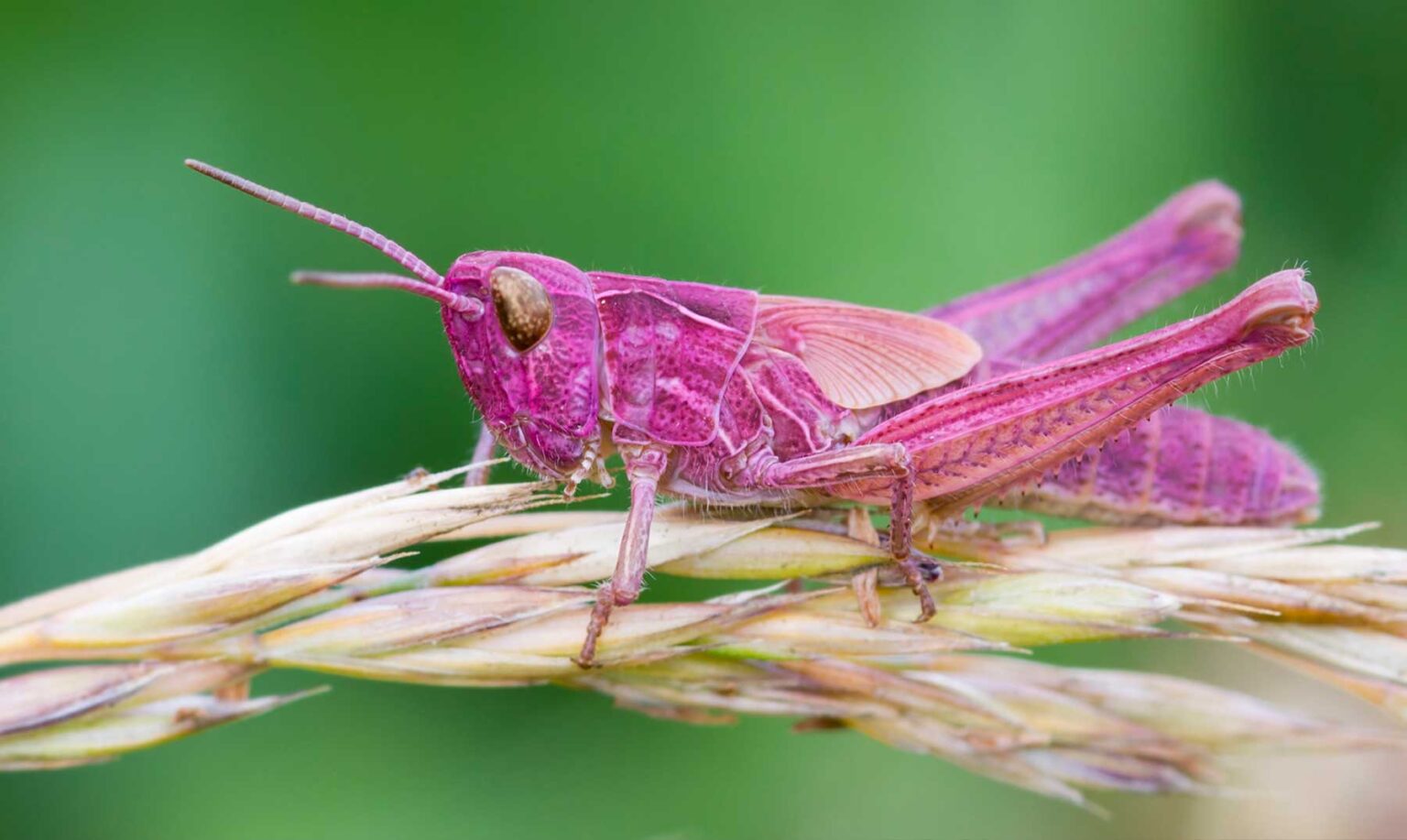 +113 Curiosidades sobre los saltamontes que son increíbles