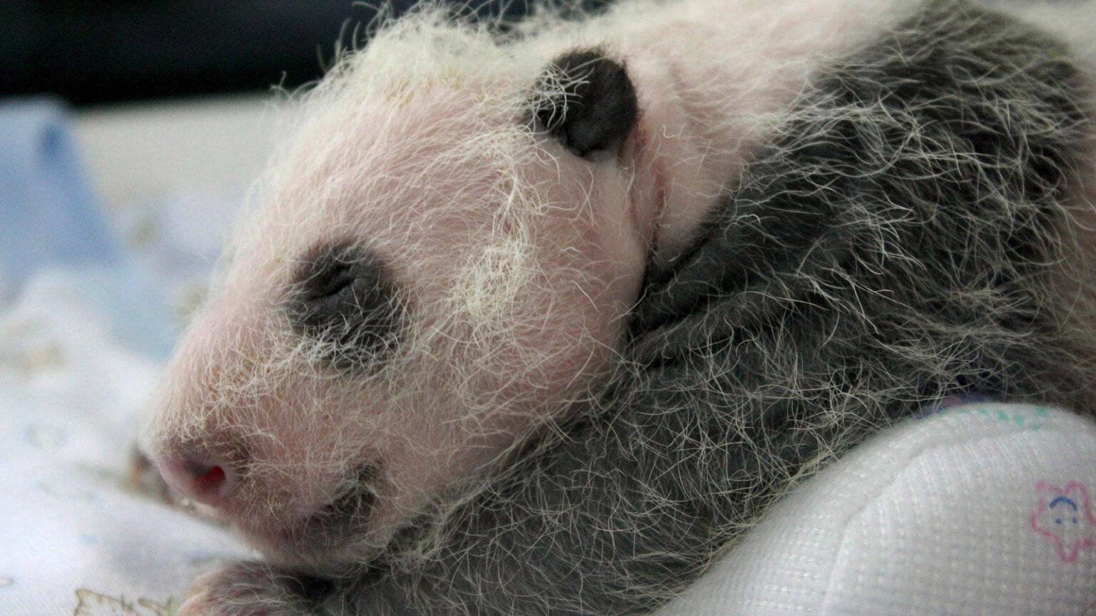 Curiosidades de los pandas bebe [+20 Fotos más tiernas]