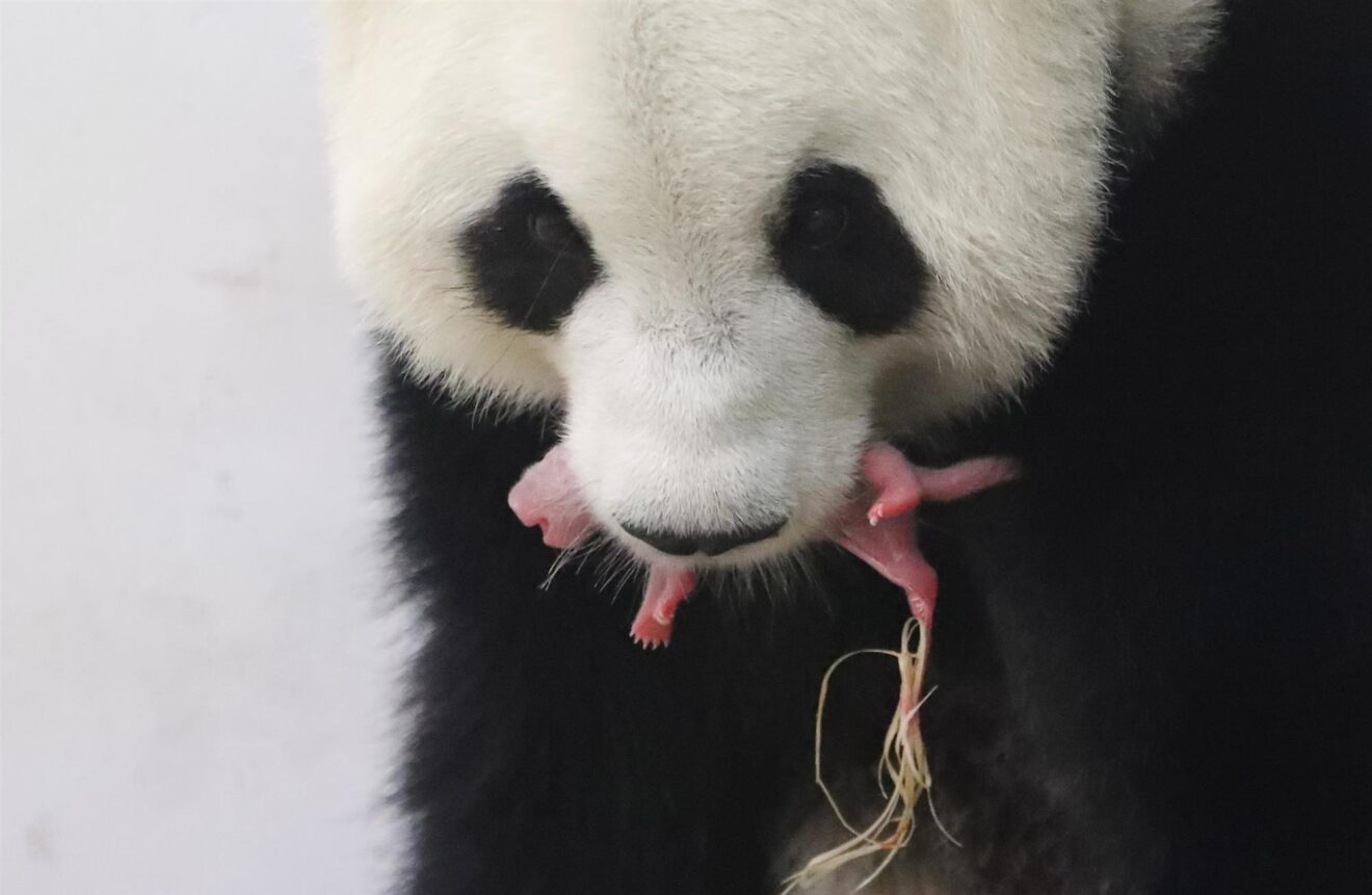 Curiosidades de los pandas bebe [+20 Fotos más tiernas]