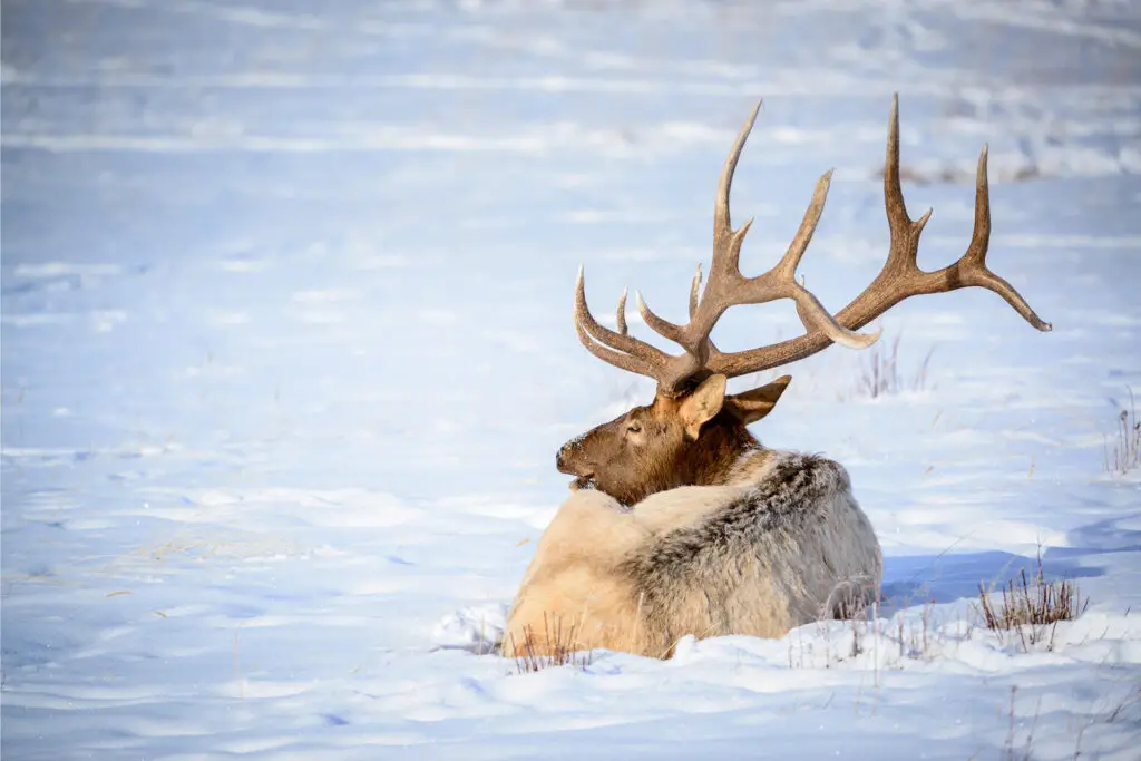 15 Animales con cuernos que lucen realmente impresionantes