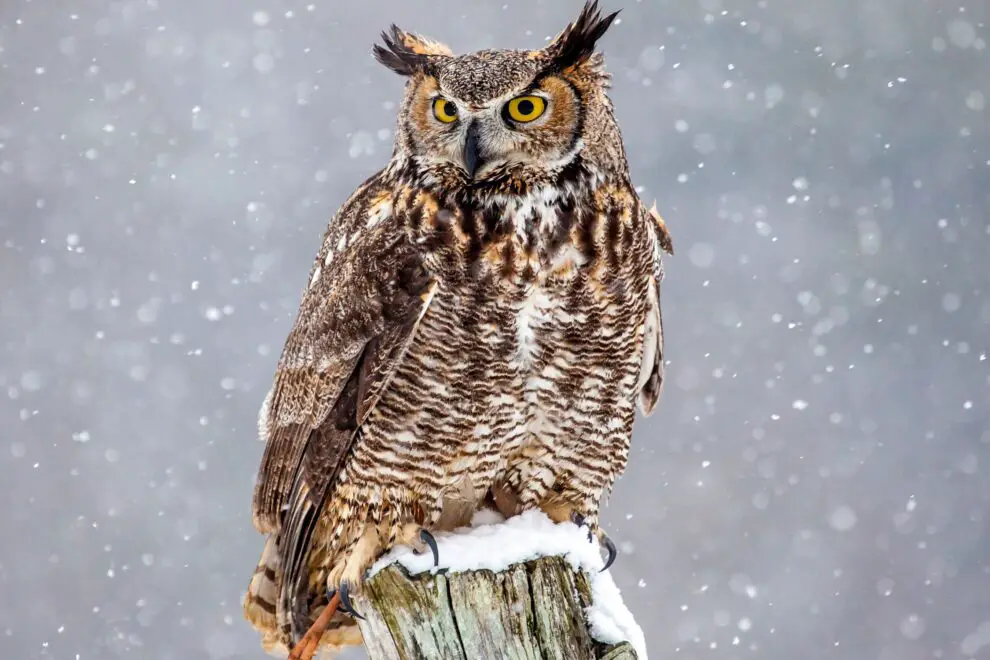 +15 Animales con cuernos que lucen realmente impresionantes