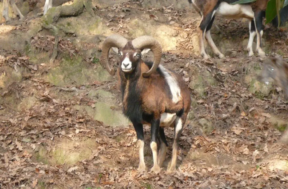 +15 Animales con cuernos que lucen realmente impresionantes