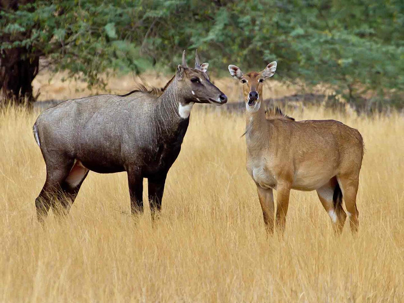 15 Animales con cuernos que lucen realmente impresionantes