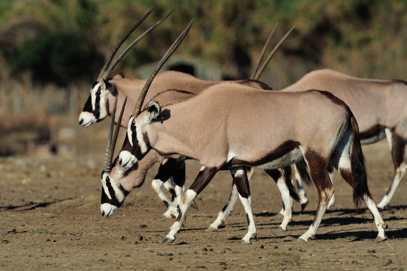 +15 Animales con cuernos que lucen realmente impresionantes