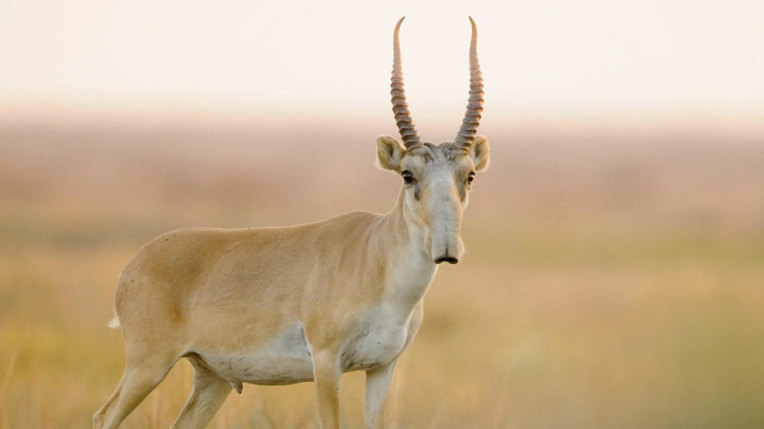 +15 Animales con cuernos que lucen realmente impresionantes