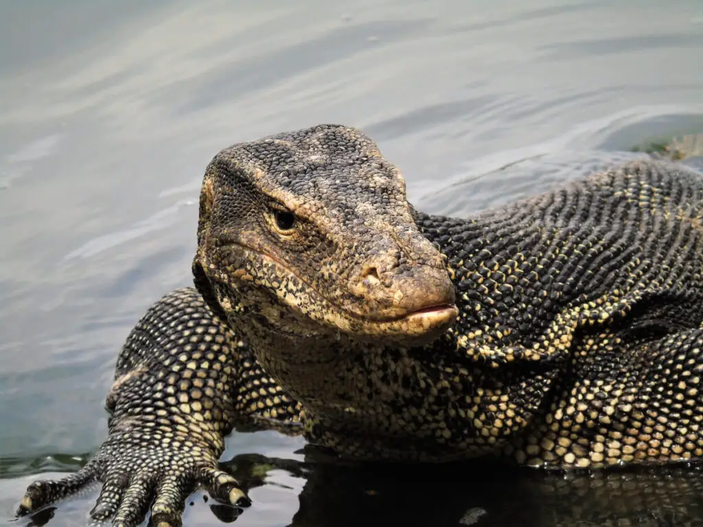 Animales con escamas: ¿Cuáles son? ¿Cuáles son sus caracteríticas?