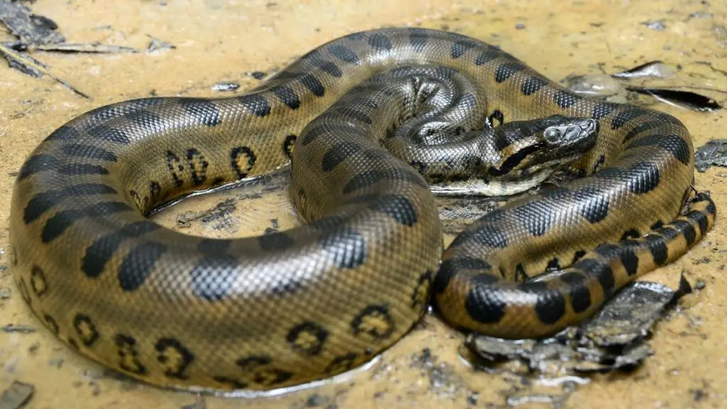 Animales con escamas: ¿Cuáles son? ¿Cuáles son sus caracteríticas?