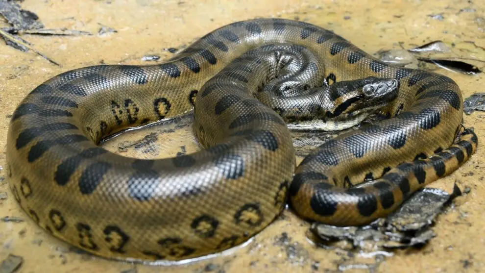 Animales con escamas: ¿Cuáles son? ¿Cuáles son sus caracteríticas?