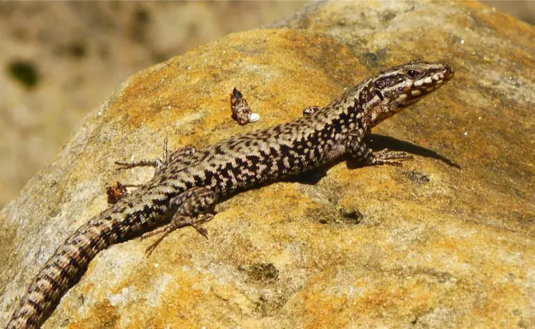 Animales con escamas: ¿Cuáles son? ¿Cuáles son sus caracteríticas?