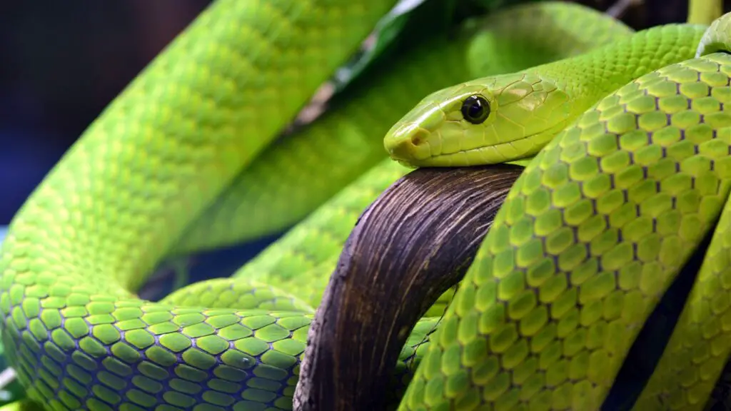 Animales con escamas: ¿Cuáles son? ¿Cuáles son sus caracteríticas?