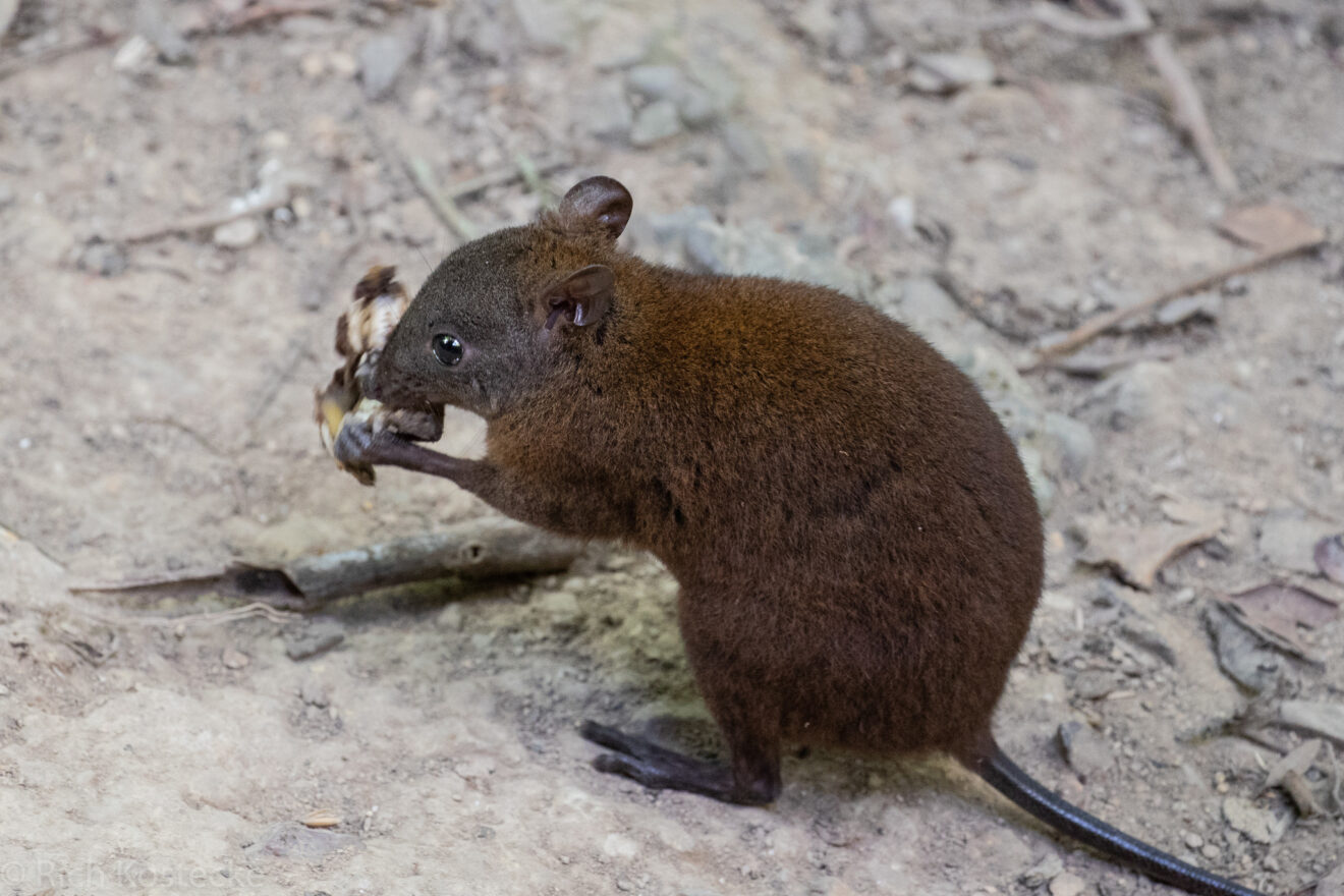 Animales con escamas: ¿Cuáles son? ¿Cuáles son sus caracteríticas?