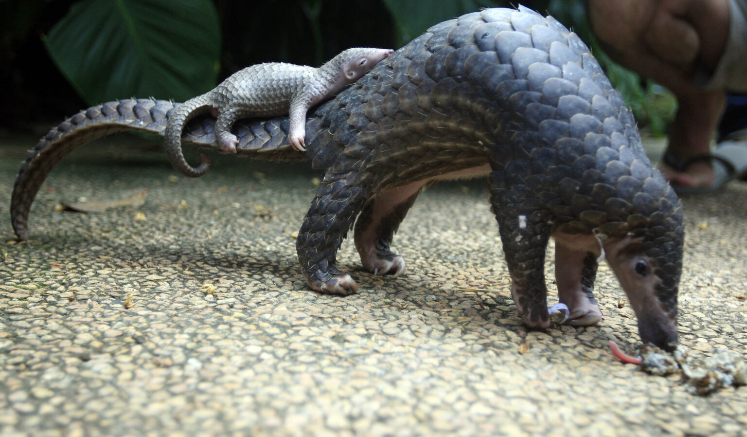 Animales con escamas: ¿Cuáles son? ¿Cuáles son sus caracteríticas?