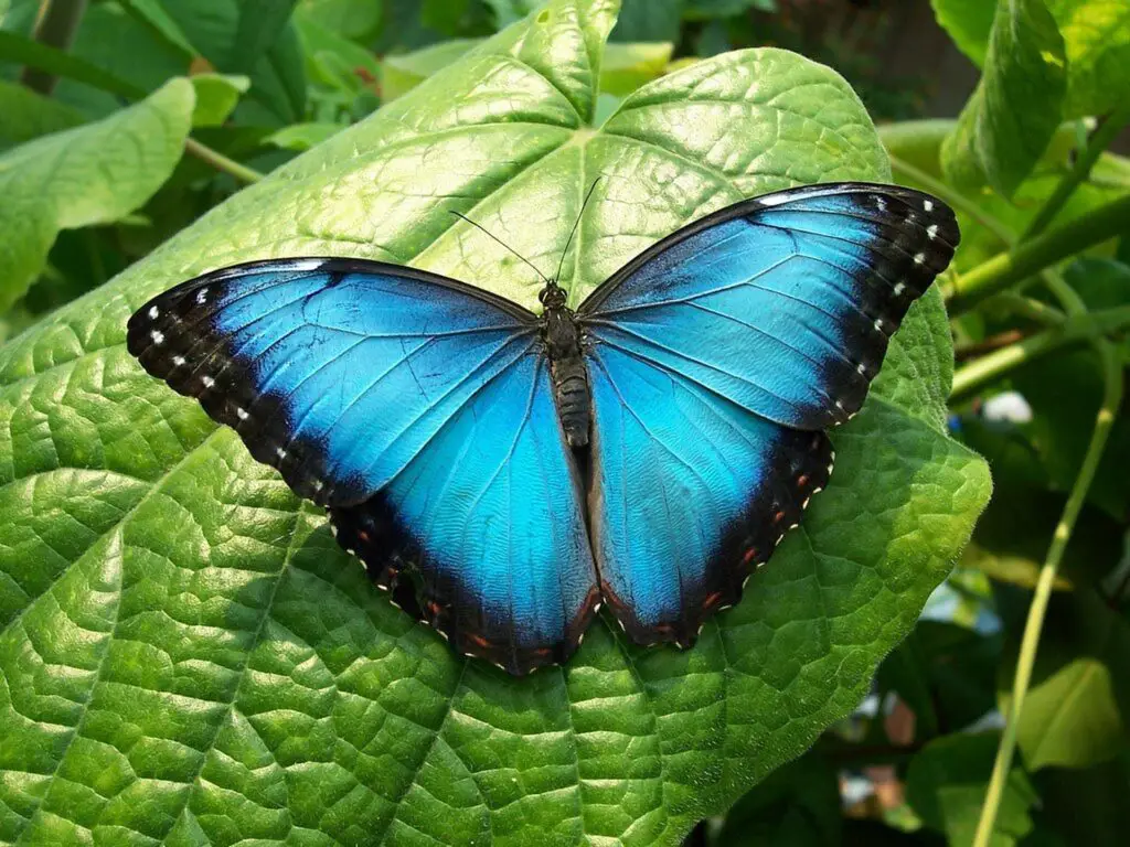Animales con escamas: ¿Cuáles son? ¿Cuáles son sus caracteríticas?