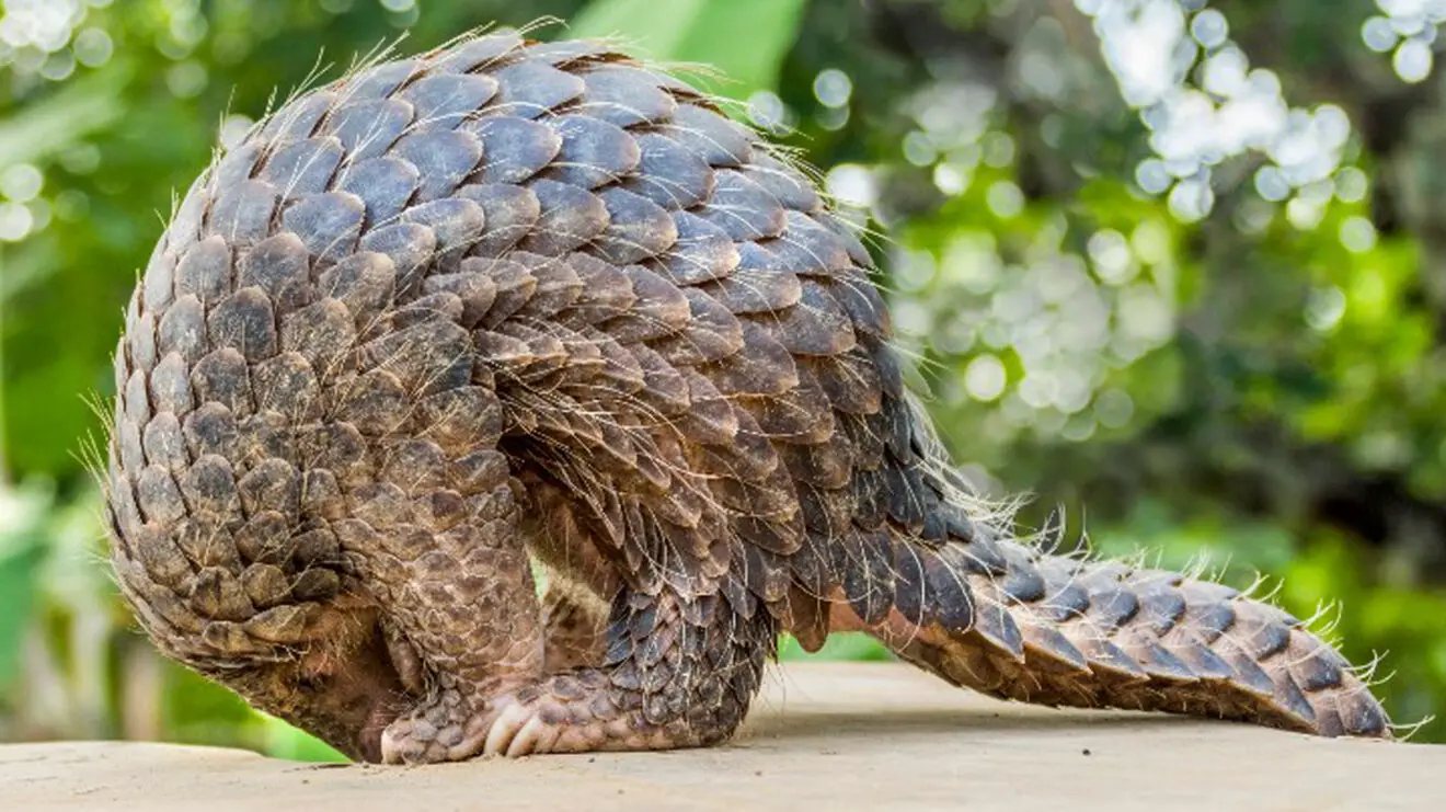 Animales con escamas: ¿Cuáles son? ¿Cuáles son sus caracteríticas?