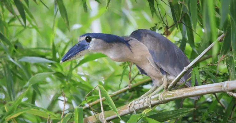 Animales de la selva peruana: Características y especies