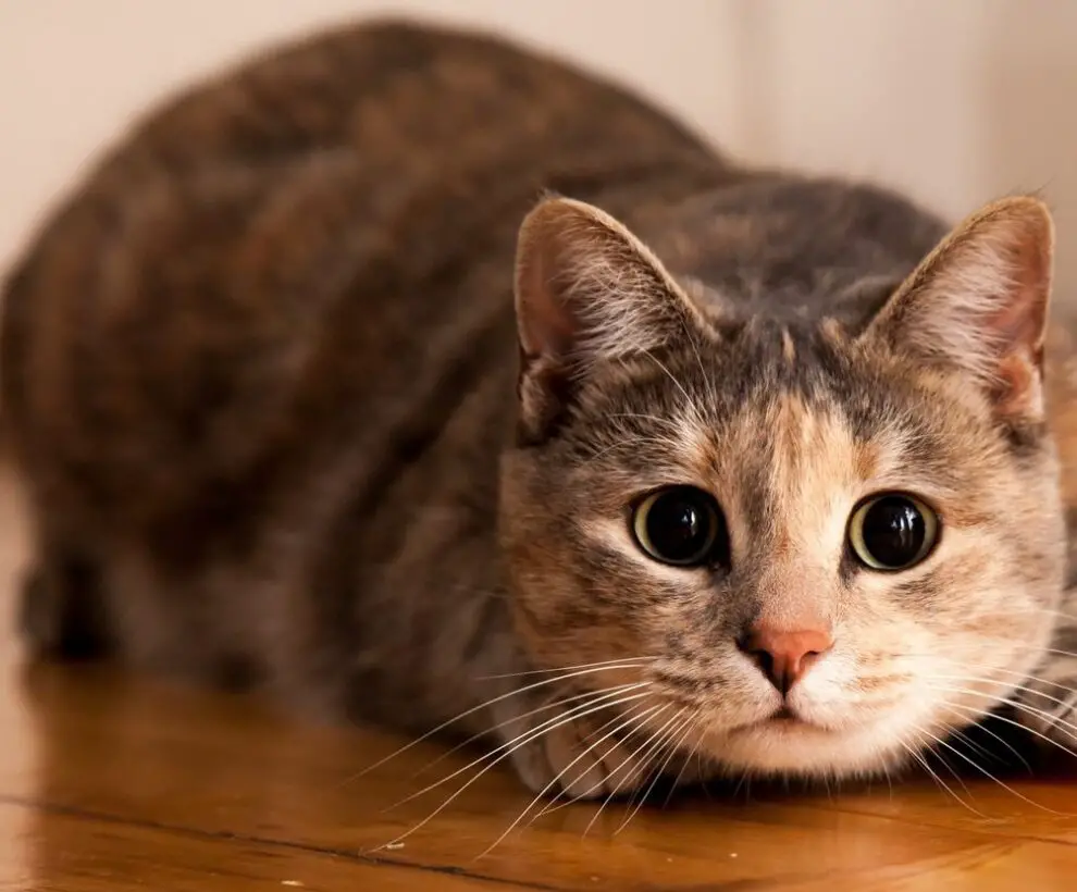 Animales domésticos: Ejemplos y características