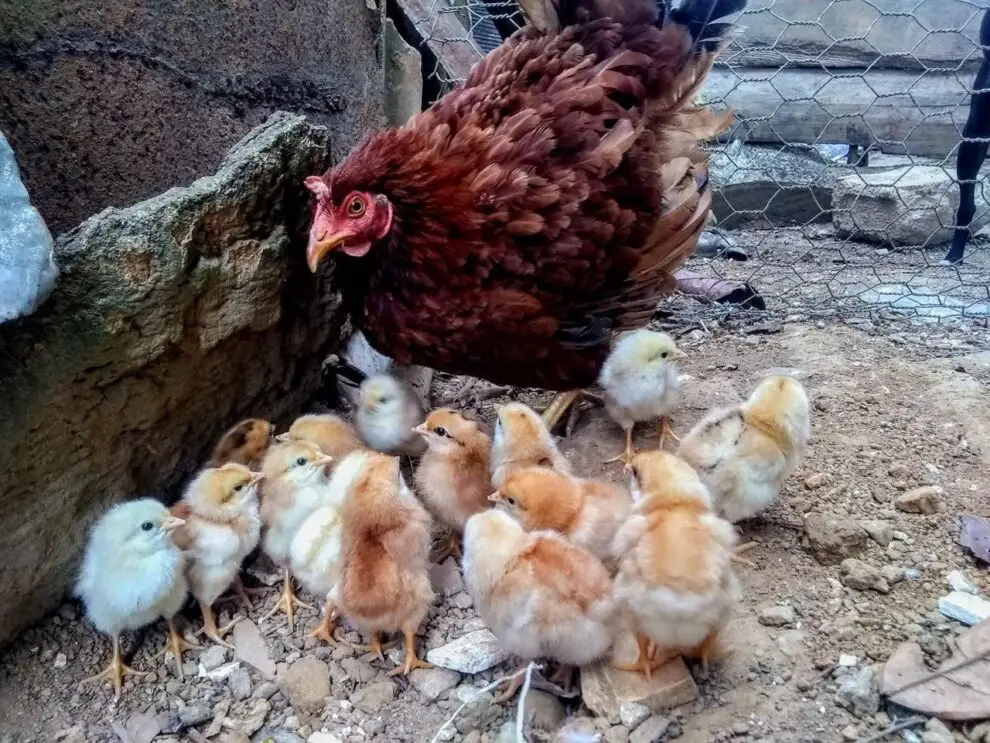 Animales domésticos: Ejemplos y características