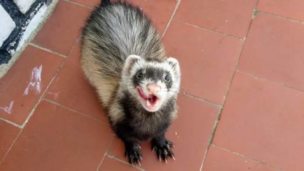 Animales domésticos: Ejemplos y características