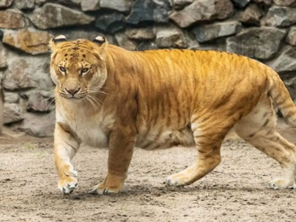 Animales híbridos: ¿Qué y cuáles son?