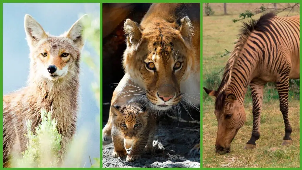 Animales híbridos: ¿Qué y cuáles son?