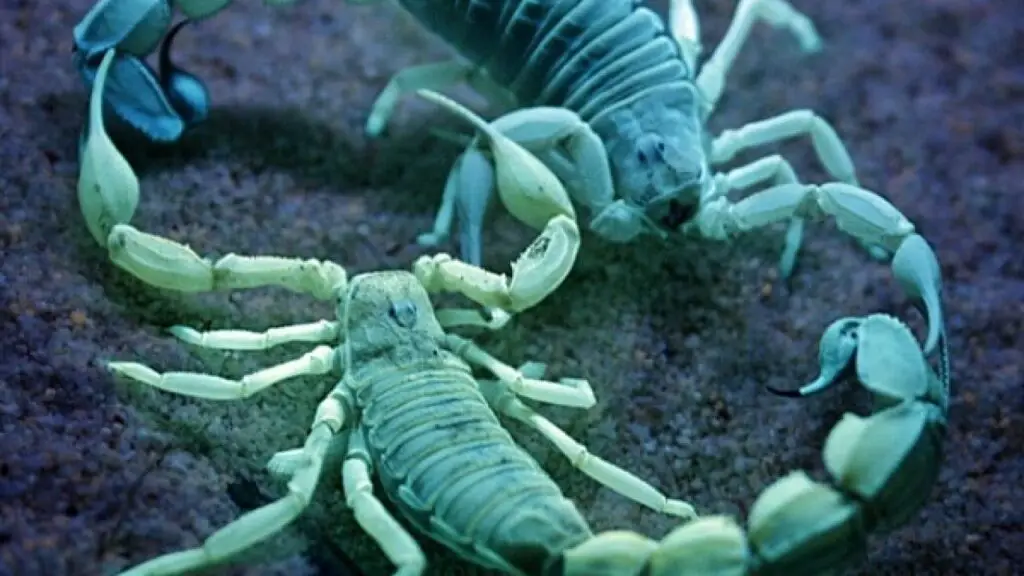 Animales insectívoros: ¿Cuáles son y cómo se caracterizan?