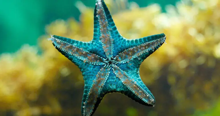 Animales vertebrados e invertebrados ¿Cuáles son? ¿Cómo se diferencian?