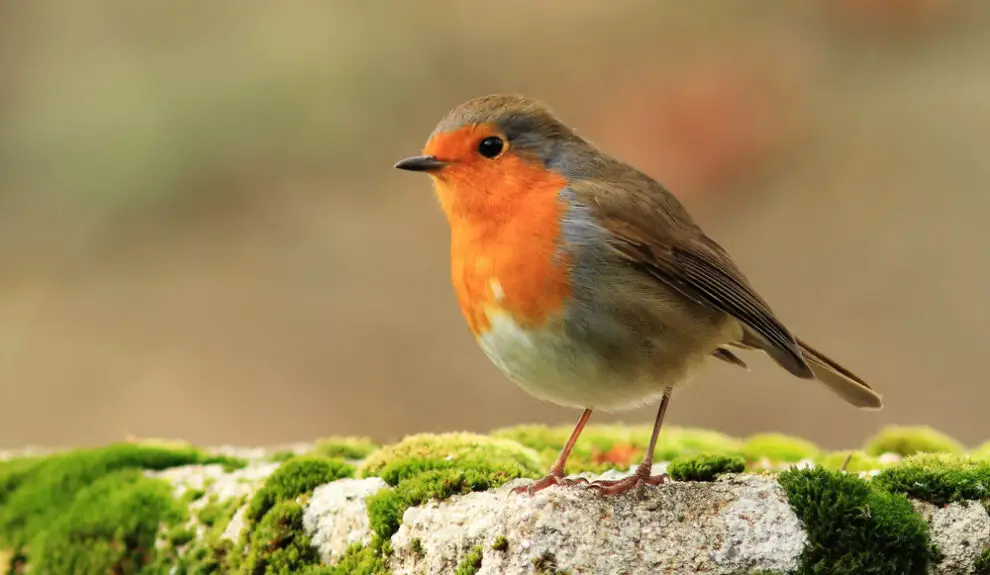Nombres de pájaros comunes que debes conocer (si amas las aves)