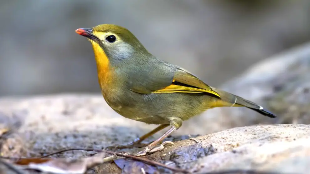 Nombres de pájaros comunes que debes conocer (si amas las aves)