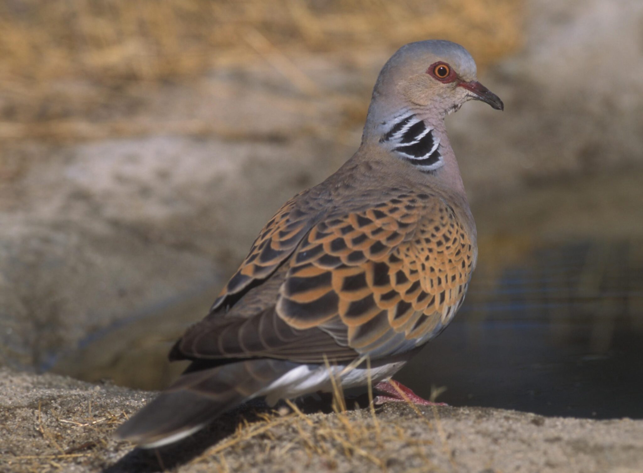 Nombres de pájaros comunes que debes conocer (si amas las aves)