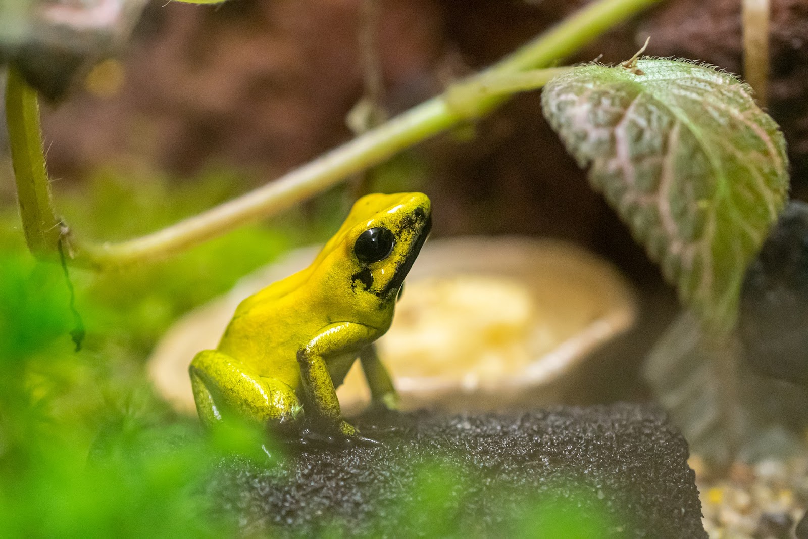 Animales anfibios: Características, especies y hábitat