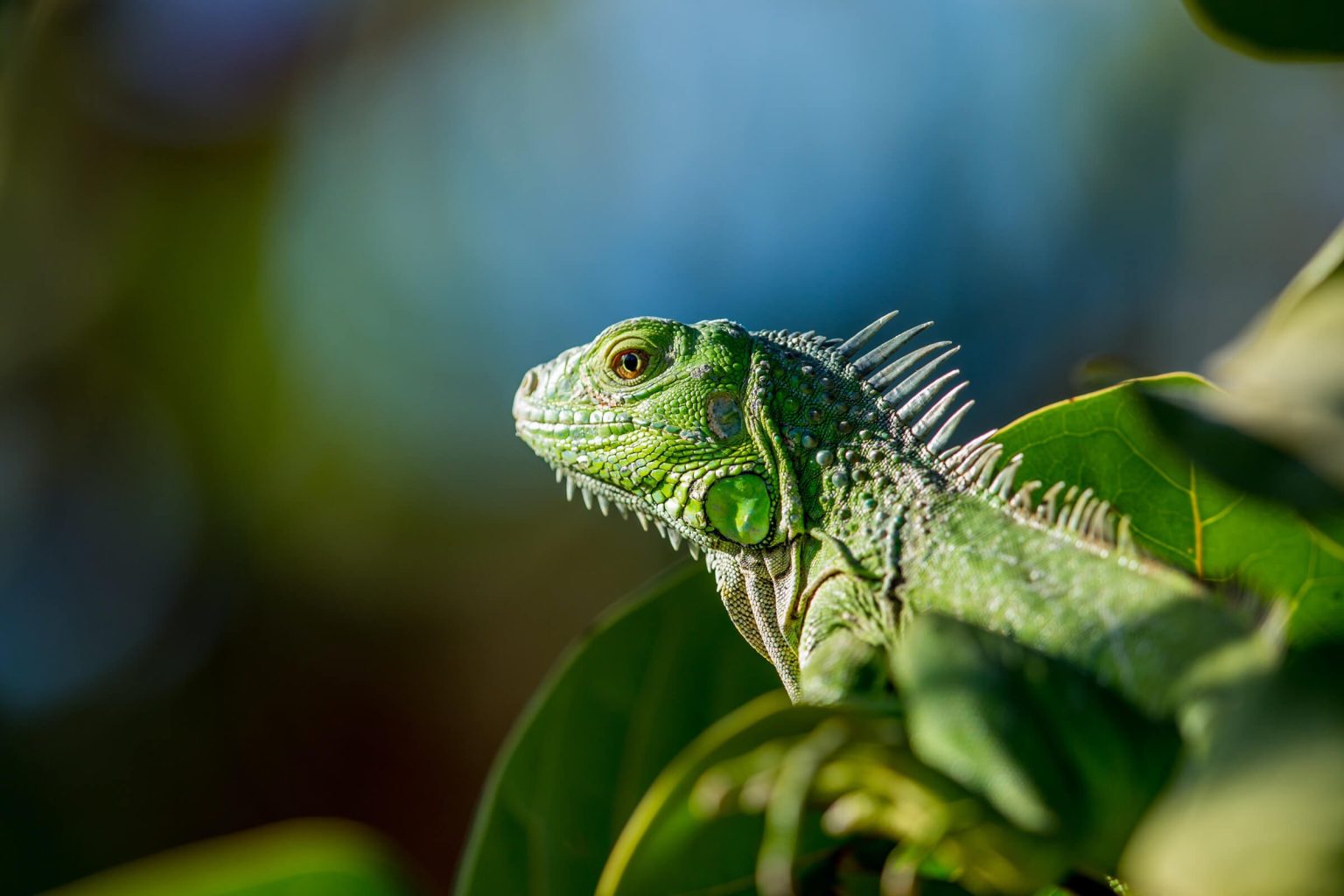 Animales con escamas: ¿Cuáles son? ¿Cuáles son sus caracteríticas?