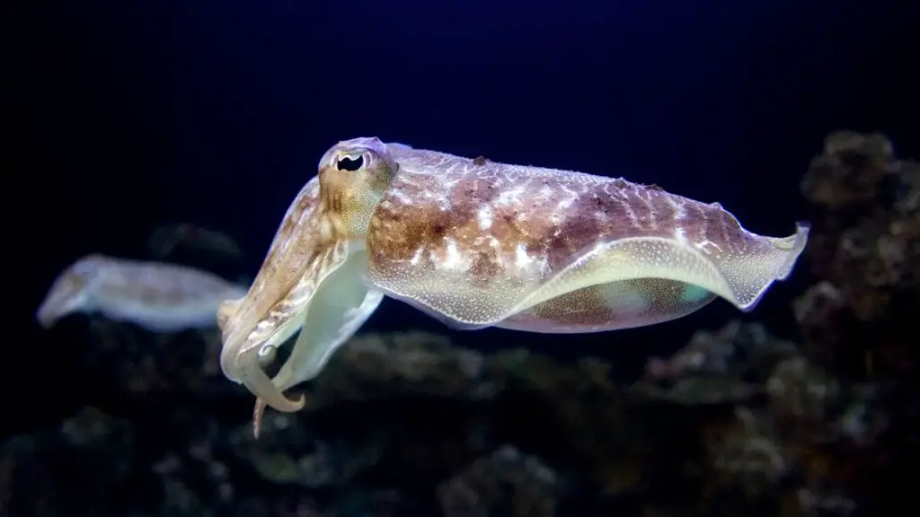 Animales de la costa: Las especies más conocidas y sus características