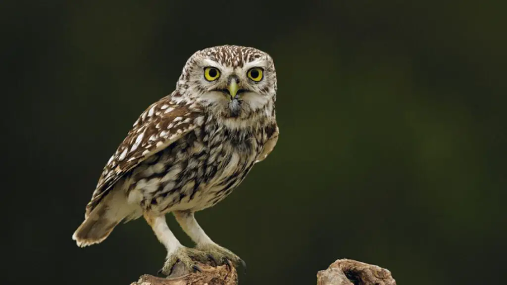 Animales de la costa: Las especies más conocidas y sus características