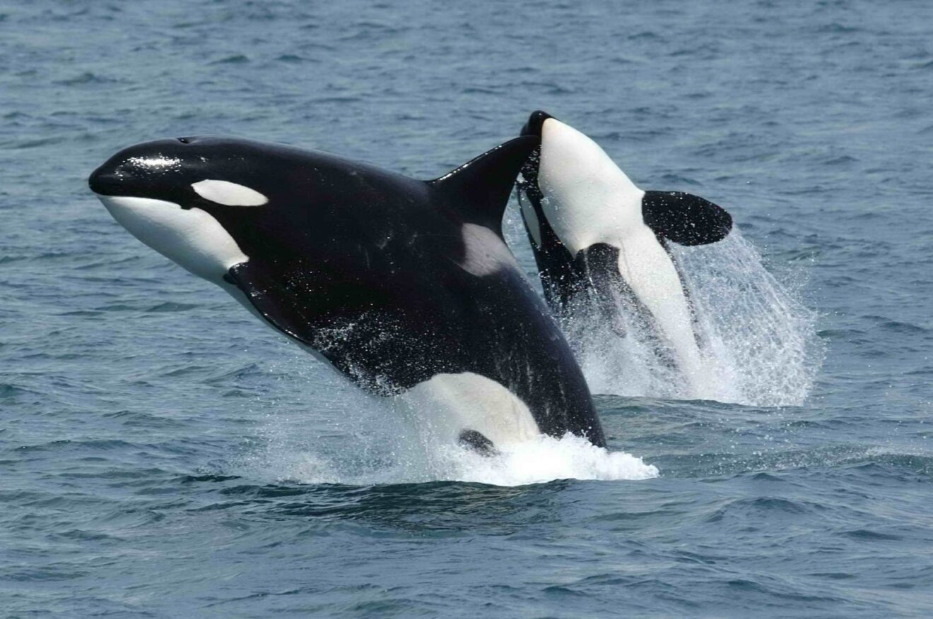 Animales del mar: Listado completo de especies marinas