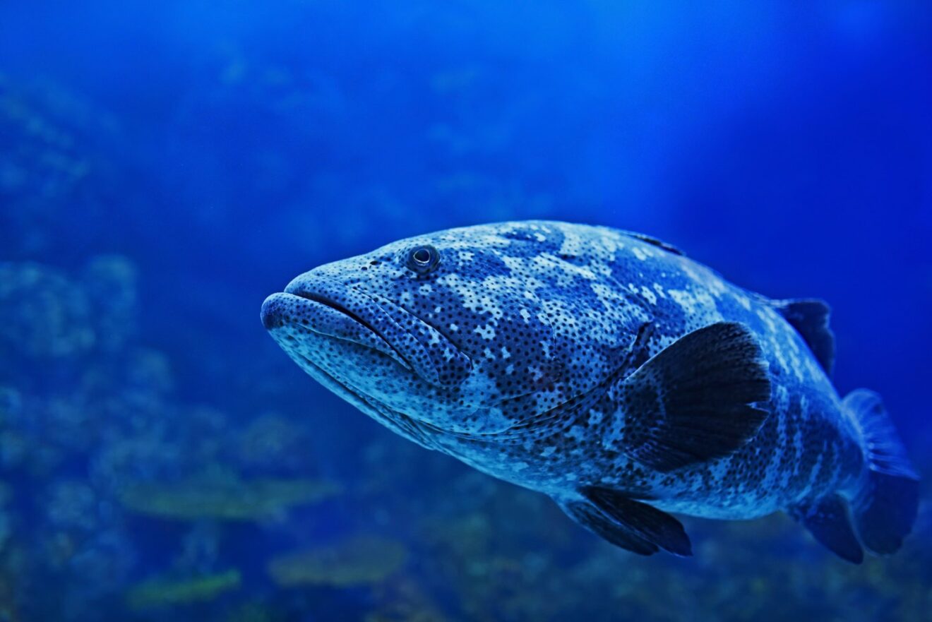 Animales del mar: Listado completo de especies marinas