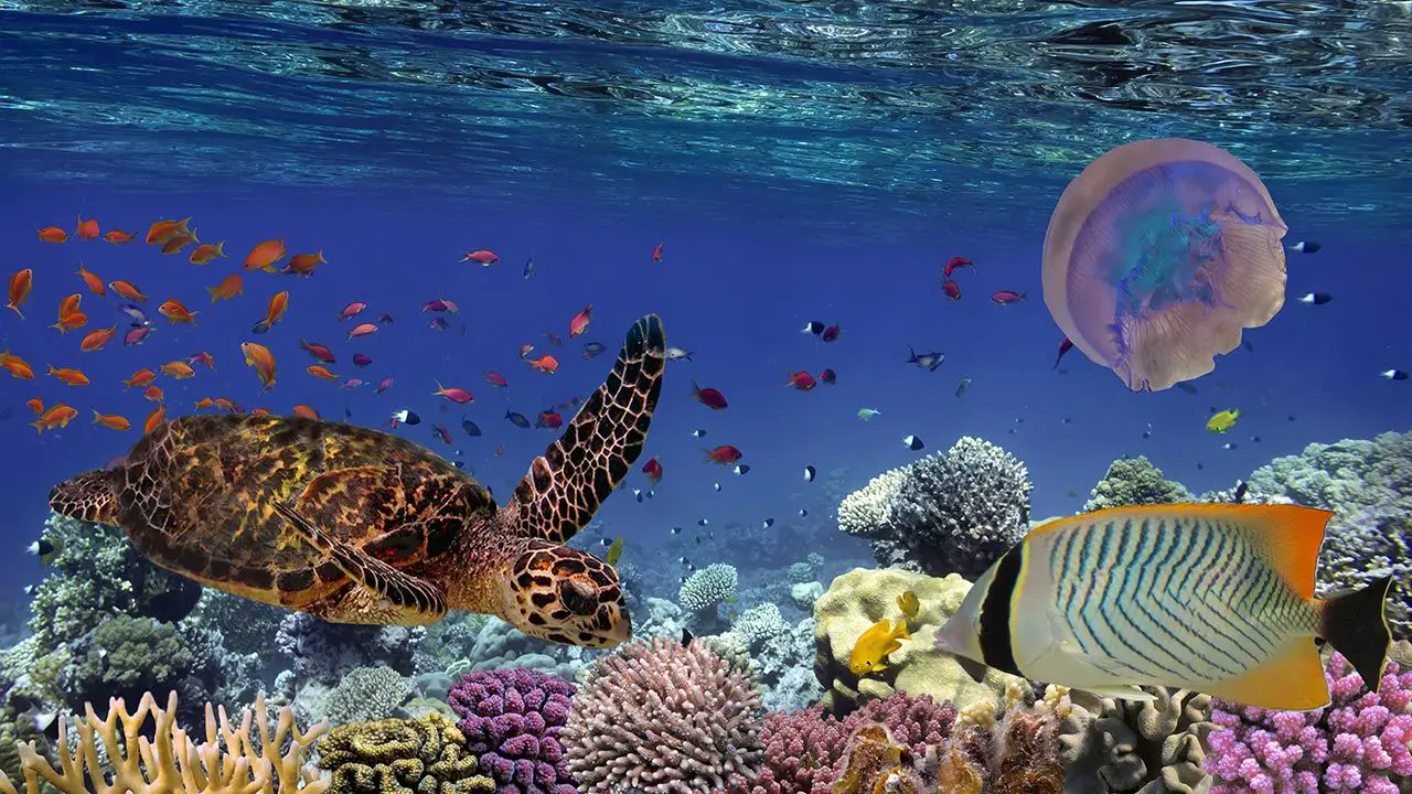 Animales del mar: Listado completo de especies marinas