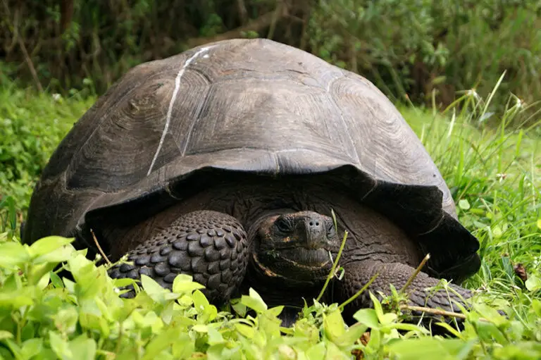 Animales de Galápagos: Especies impresionantes y emblemáticas de la isla