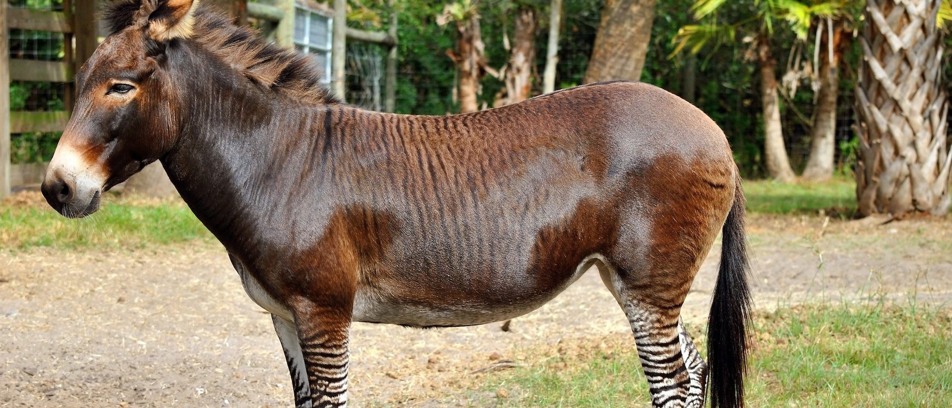 Animales híbridos: ¿Qué y cuáles son?