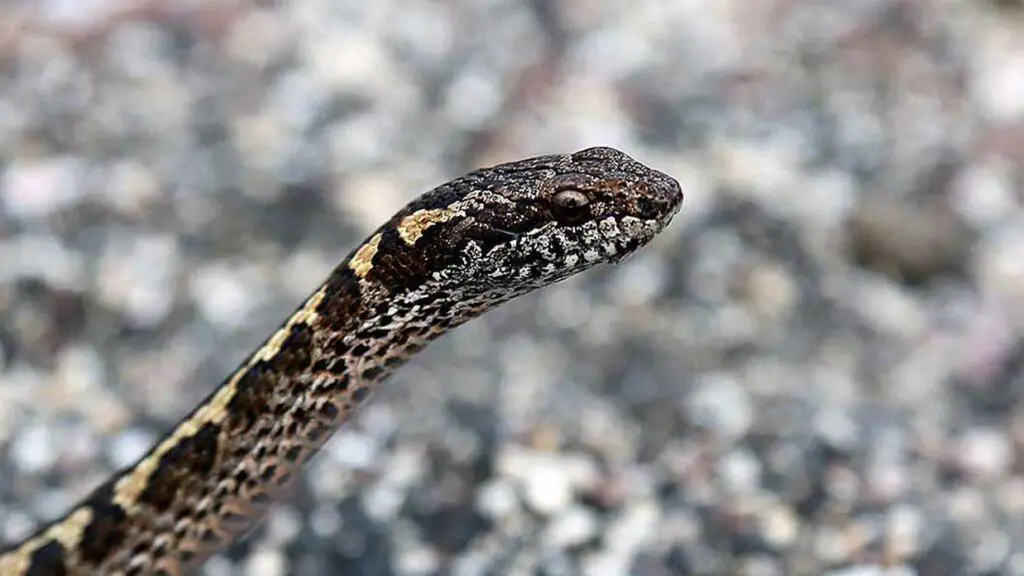 Animales de Galápagos: Especies impresionantes y emblemáticas de la isla