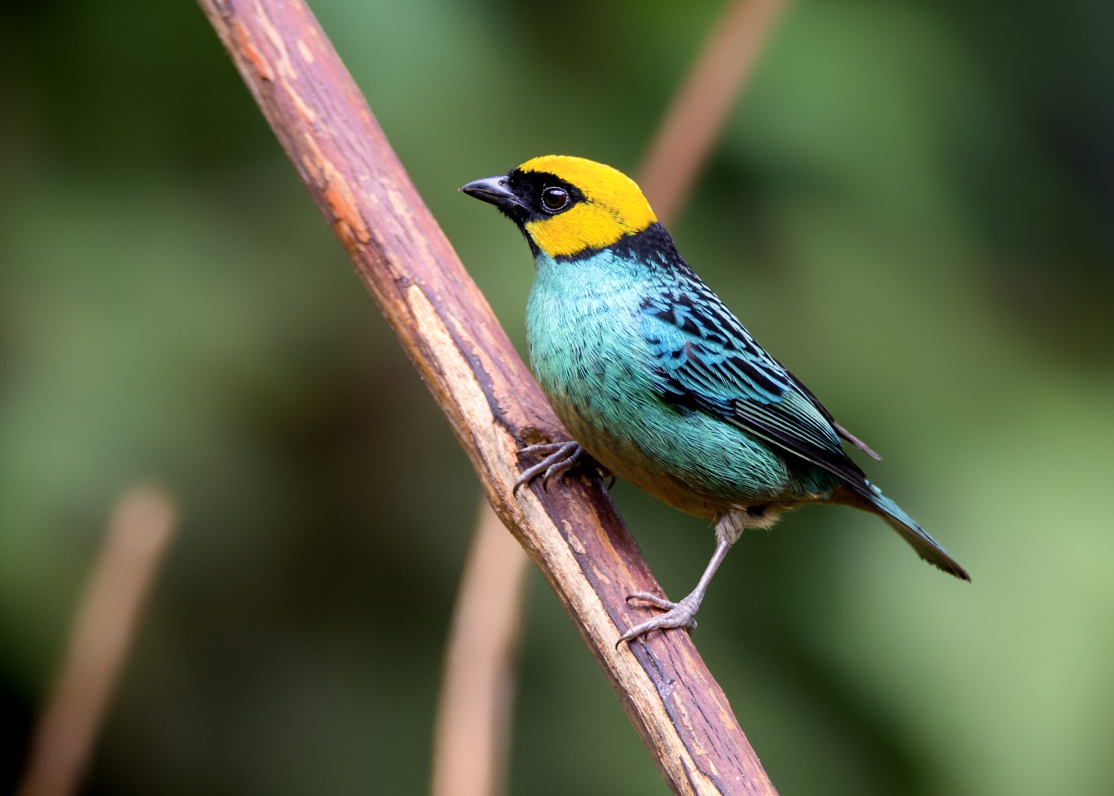 Nombres de pájaros comunes que debes conocer (si amas las aves)