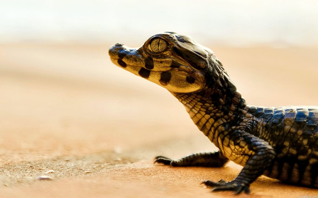 +20 Fotos de cocodrilos bebes que muestran su impresionante naturaleza